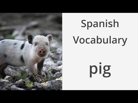 How to say "Pig" in Spanish