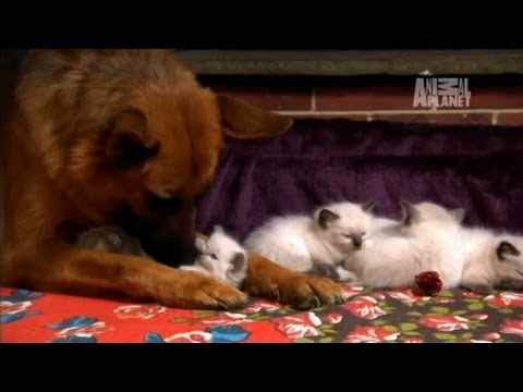 Ragdoll Kittens | Too Cute!