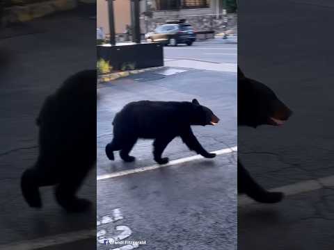 Gatlinburg Tennessee Black Bear Walking The Street