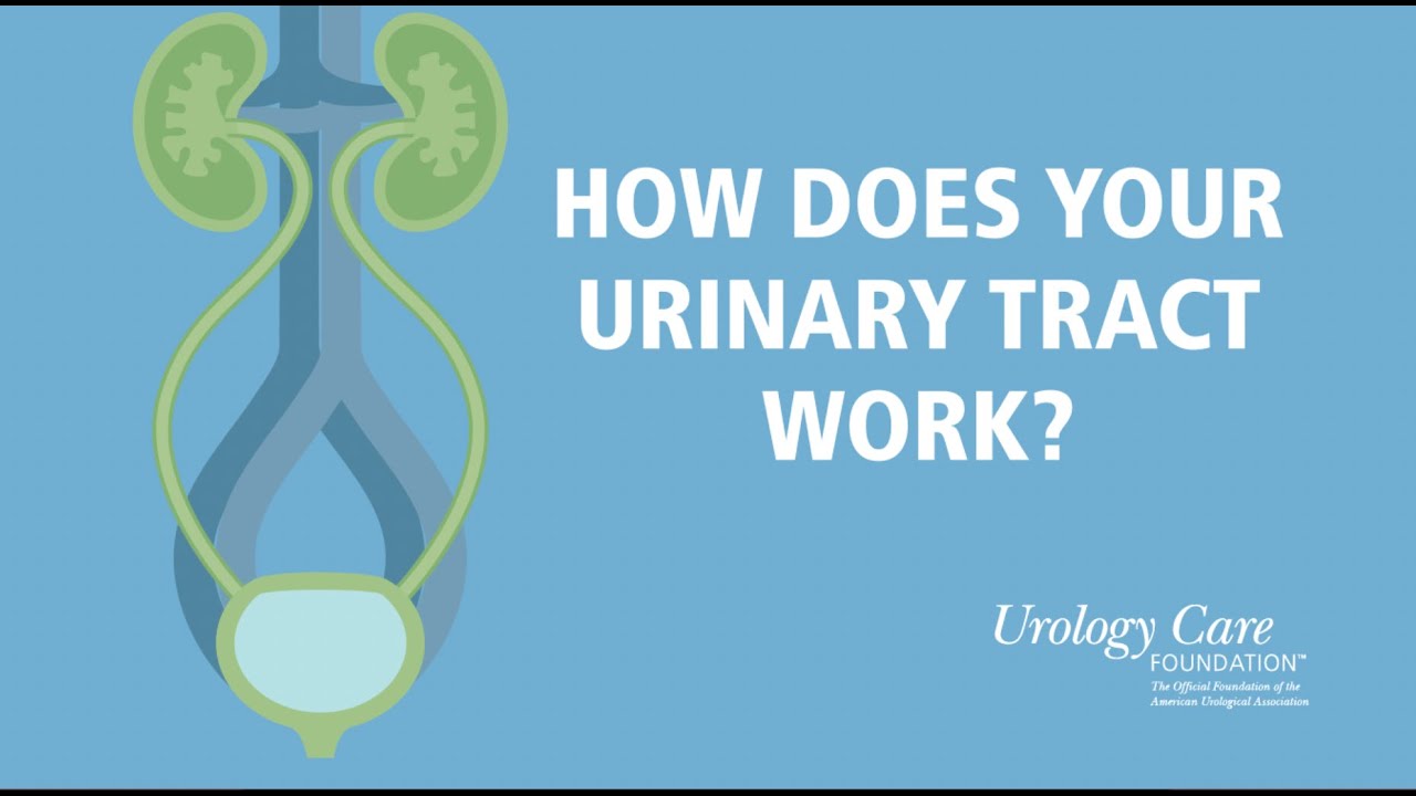 How Does Your Urinary Tract Work? - Urology Care Foundation