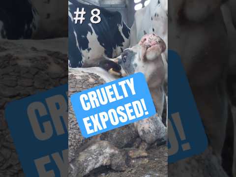 Hidden Cruelty: Animals Dead on Transport Trucks