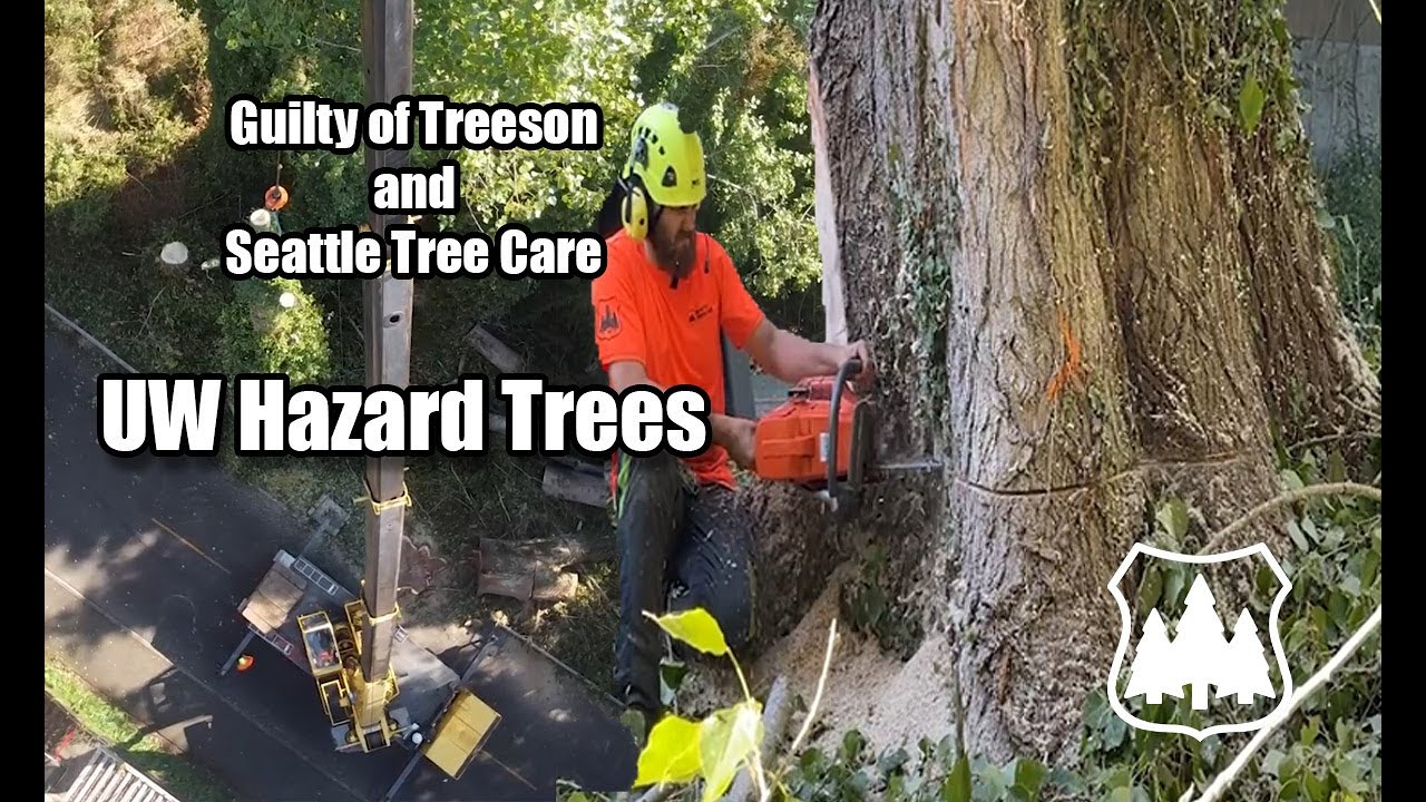 Guilty of Treeson and Seattle Tree Care take on UW Hazard trees.