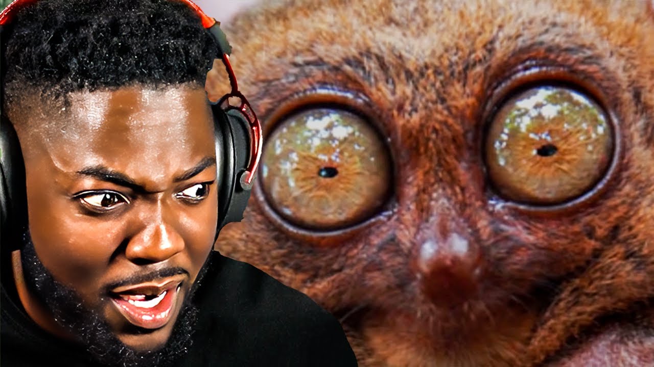 RDC Reacts to The Primate Tier List (TierZoo)