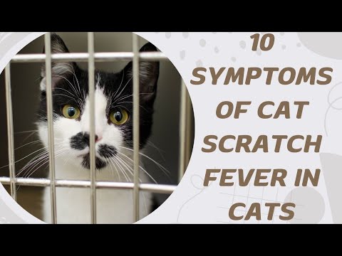 10 Symptoms of Cat Scratch Fever in Cats