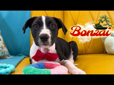 Dog for adoption - Bonzai The Sweetest Girl, a Pit Bull Terrier ...