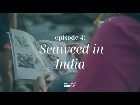 Ep 4 - Seaweed in India