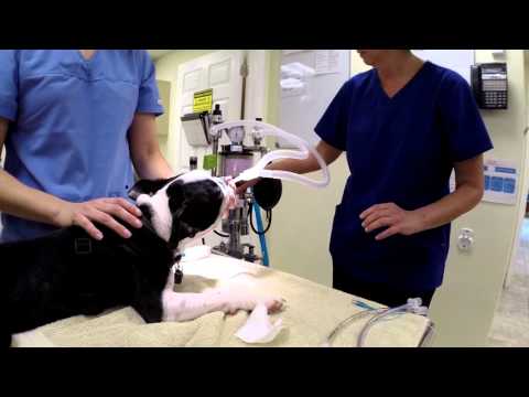 General Canine Surgery - Naples FL (239) 353-5060