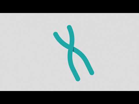 Adaptive Biotechnologies: The Adaptive Immune System