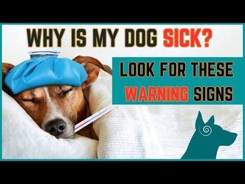 How Can I Tell If My Dog Is SicK? | Top 5 Signs!