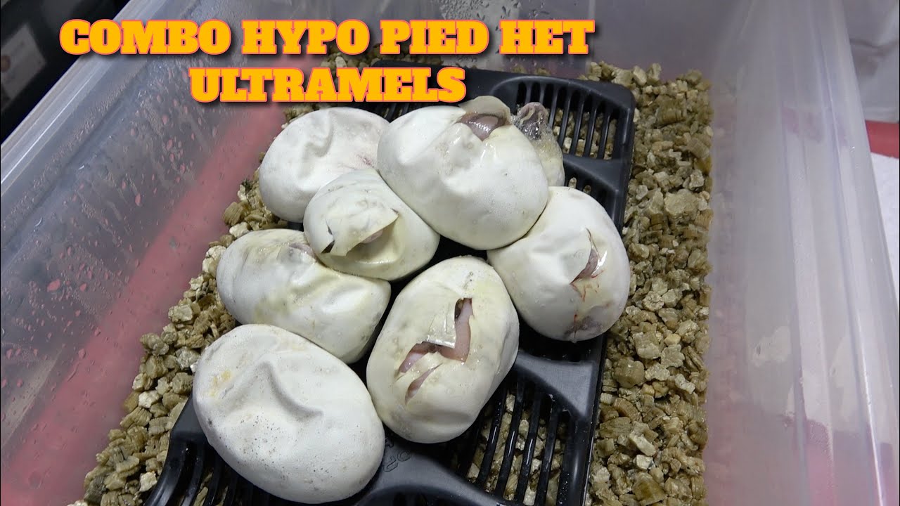 Split Clutch Egg Cutting To Make Some Combo Hypo Pied Het Ultramel