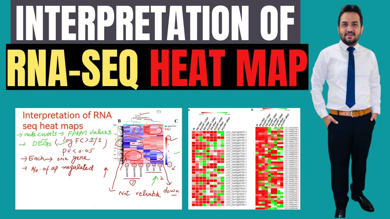 Interpretation of RNA-seq heat maps