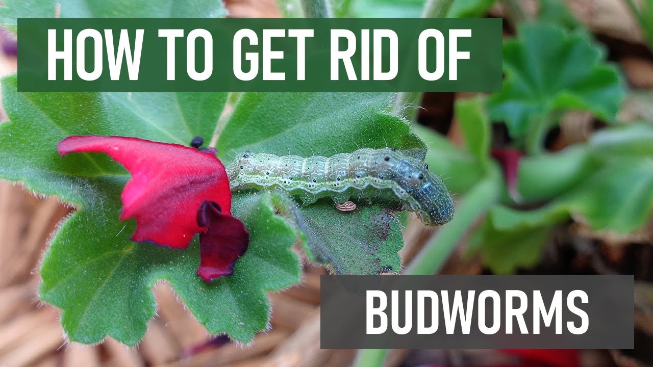 Budworm Control: How to Get Rid of Budworms