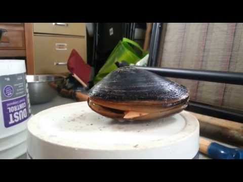 Palourde / Clam Licking Salt