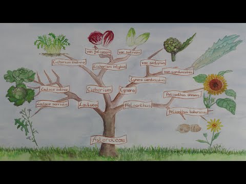 How to save lettuce seeds