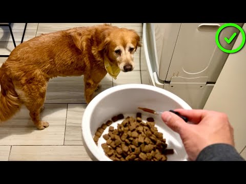 Is Carmelie Flea & Tick Support Worth It?