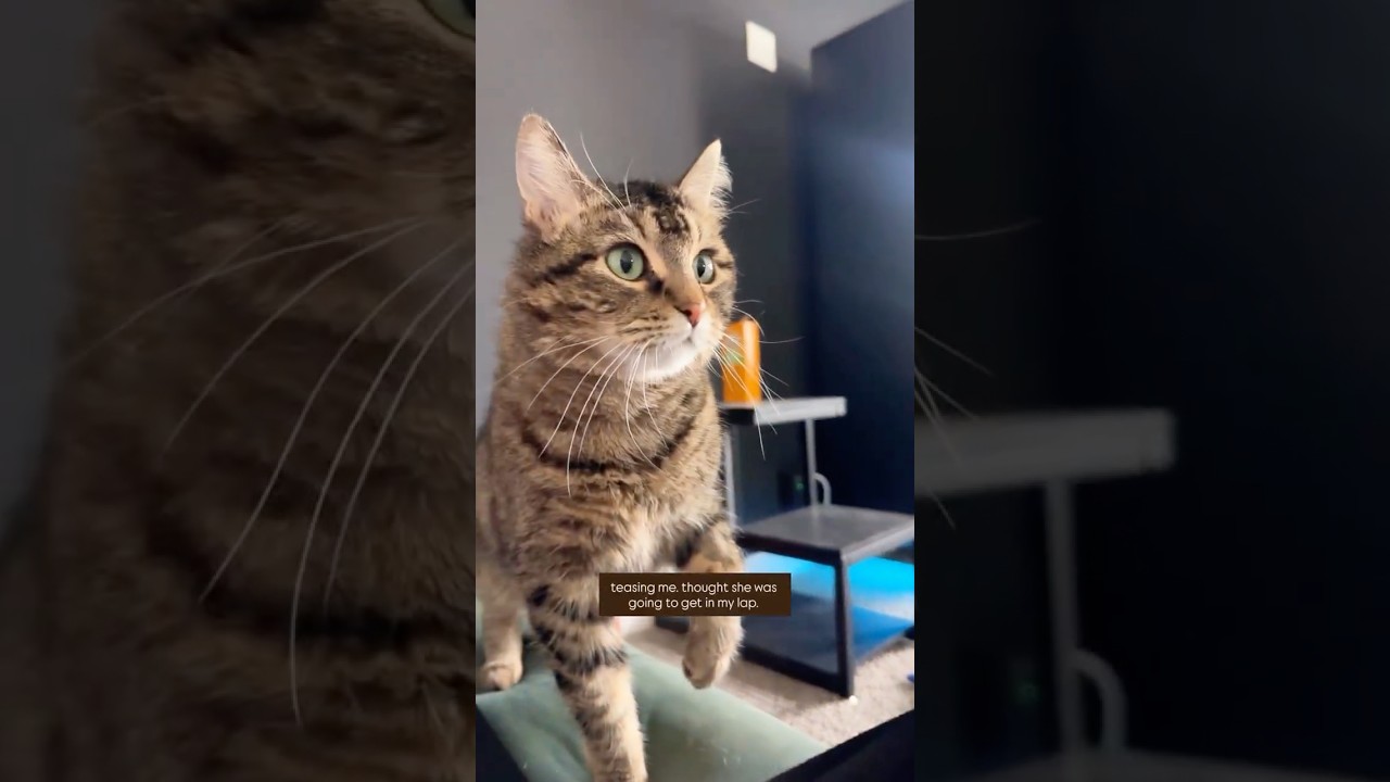 Day13 #roo Watching her trust more every day is so rewarding 🥹 #roo #catpeople #rescuecats