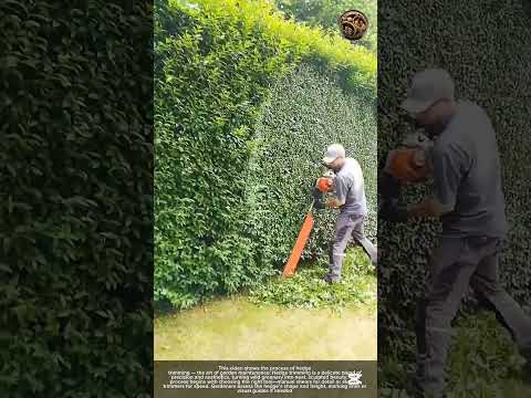 The process of hedge trimming β the art of garden maintenance