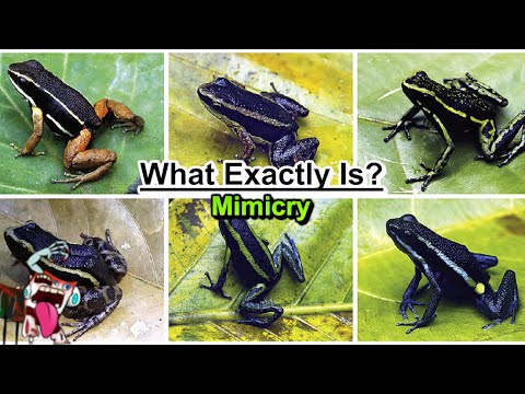 What Exactly is: Mimicry and How It Literally Changes Animals' Life