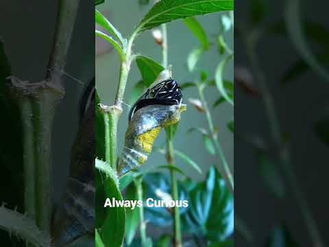 Transformation of pupa into butterfly.