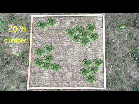 Estimation of plant cover in quadrats