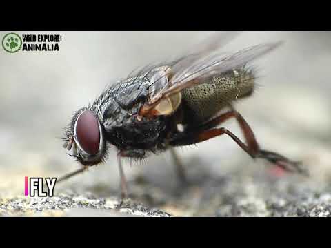 Amazing Animals That Start with 'F'