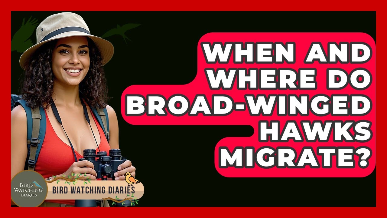 When And Where Do Broad-winged Hawks Migrate? - Bird Watching Diaries