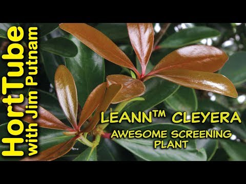 LeAnn™ Cleyera in 2 Minutes - Awesome Screening Plant