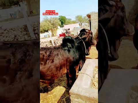 #Sahiwal_bull#S-34_SAHIWAL_BULL#Top_sahiwal_bull#india_hi_milking_bull