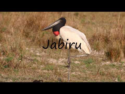 How to Pronounce Jabiru?