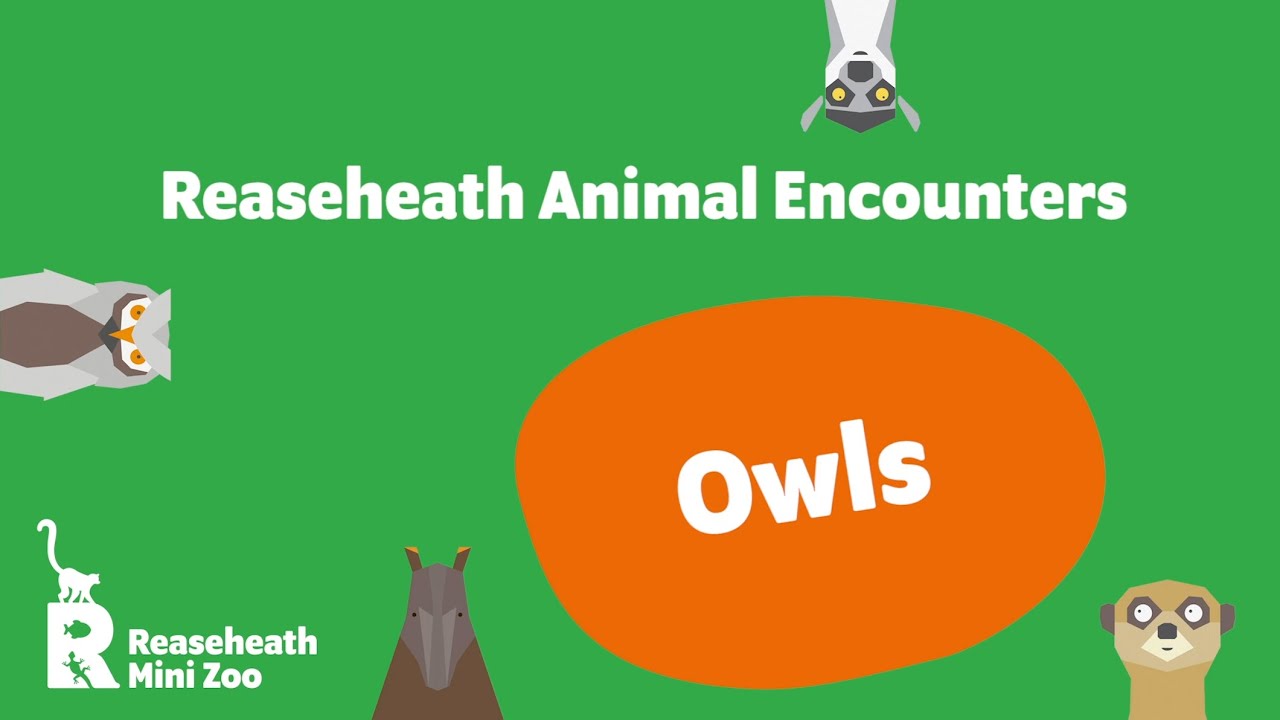 Reaseheath Mini Zoo Animal Encounters - Owls