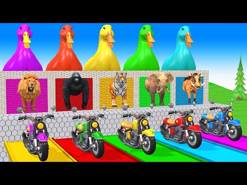 Long Slide Game With Elephant Lion Tiger Gorilla - 3d Animal Game - Funny 3d Animals