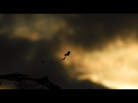 spider web wallpaper - insect wallpaper
