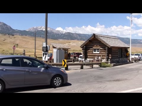 Florida man gored by bison in year's first attack by Yellowstone's most dangerous wild animal