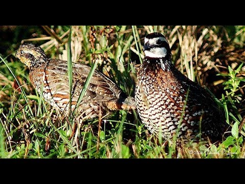 Alabama Quail Hunting – Great Southern Outdoors Alabama Quail Hunt ...