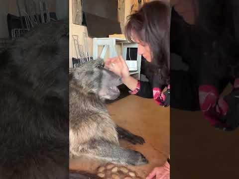 BABOON KISSES! 😘