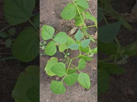 Trellises are needed for runner beans#gardening#shortsfeed#viral#viralshort#shortsvideo#viralvideo