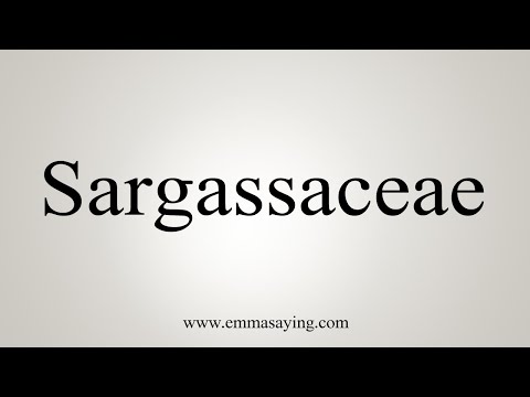 How To Say Sargassaceae