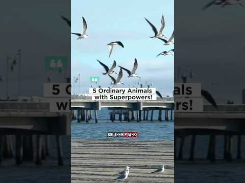 "5 Ordinary Animals with Extraordinary Powers! #facts #animals #superpower #factshorts #shorts #fyp