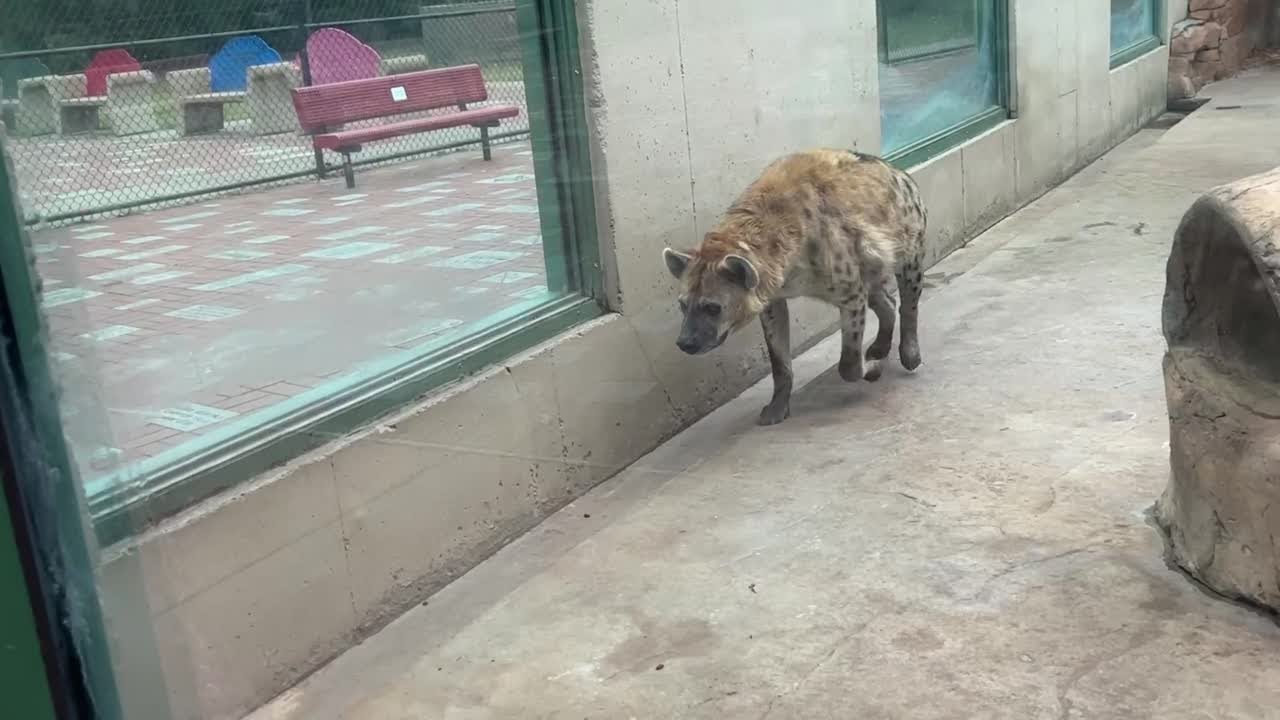Behind the scenes at Chippewa Falls’ Irvine Park Zoo