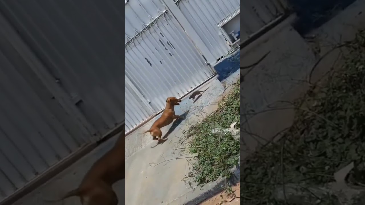 As Coisas estão Diferentes 😅 Rato X Cachorro 🐀🐕#shorts