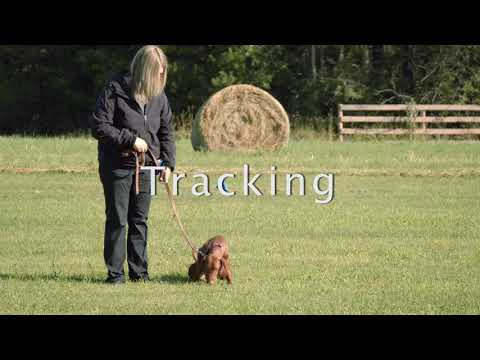 The fundamentals of Tracking with Noel Pepin Canine