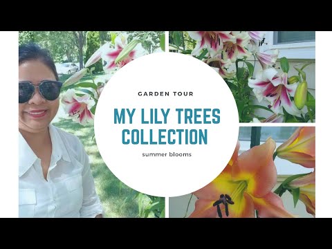 Gorgeous Lily Trees