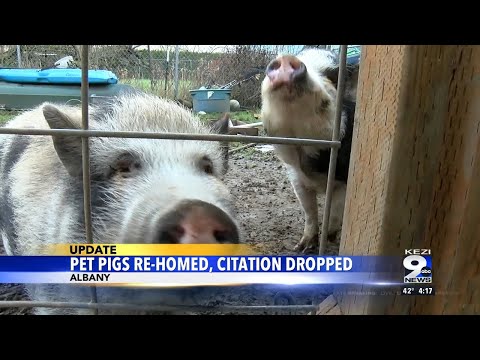 Pet pigs in Albany rehomed