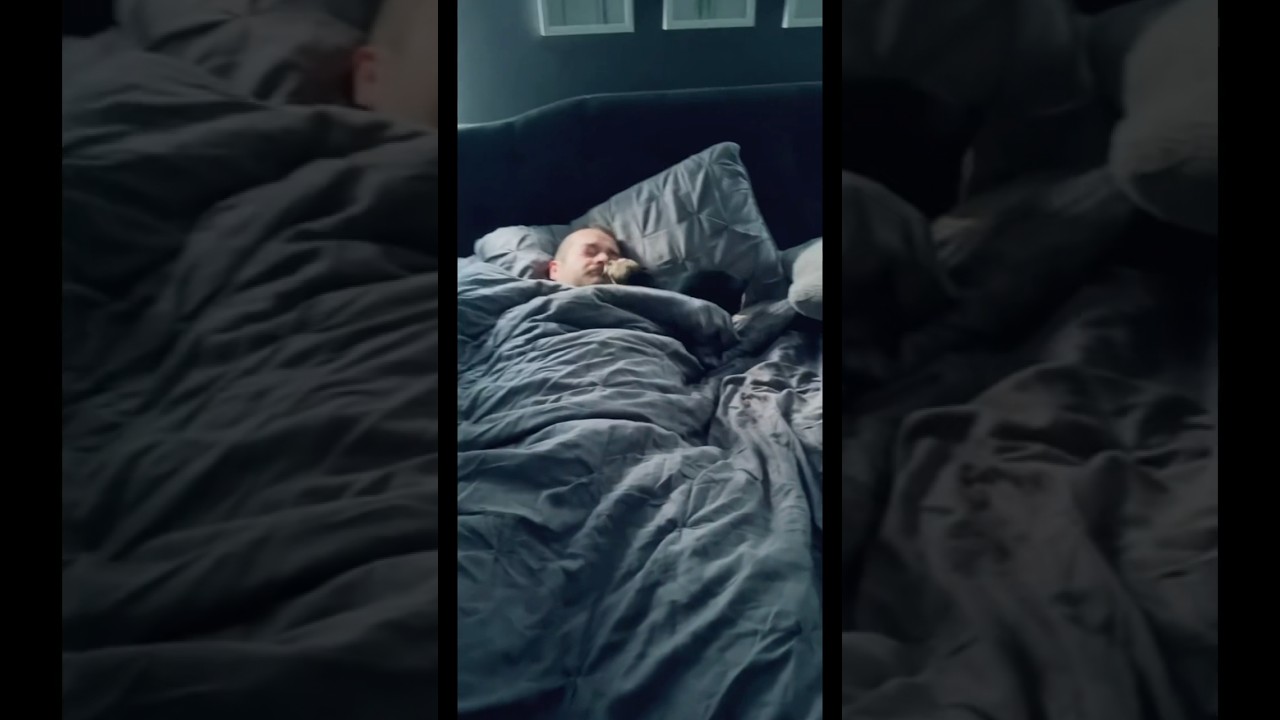 Waking up my daddy! #cute #hi #goodmorning  #prank  #funny  #chihuahuas #dog  #fyp