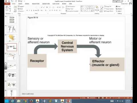 Reflex Arcs, Meninges, Spinal Cord A&P Friday Jan 30, 2014