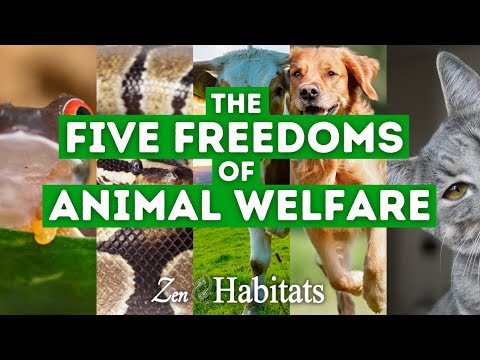 5 Freedoms of Animal Welfare: What Are They? | Zen Habitats