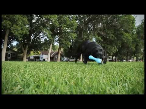 Fun Tough Zogoflex Dog Toys - Updated Video