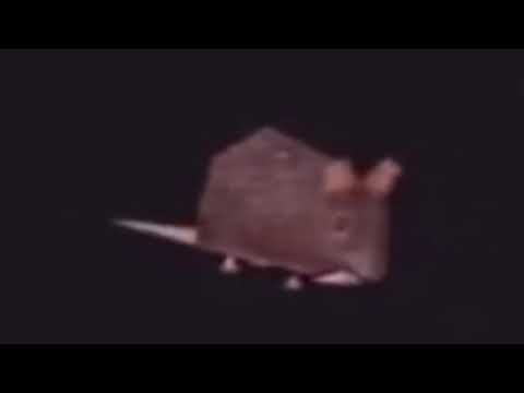 Rat spinning to Hotline Bling 1 Hour