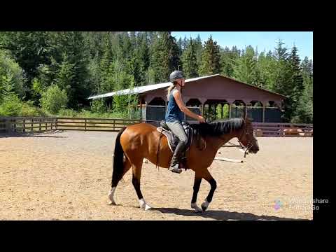 5 year old Nemiah Wildie mare Eagle