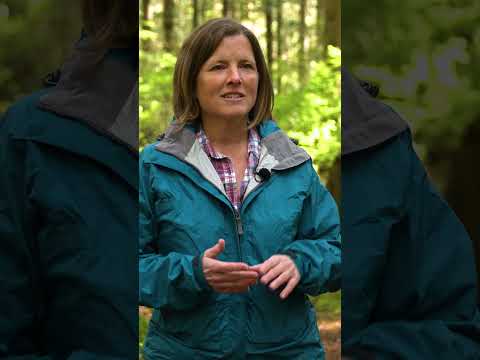 What is professional forestry? - FPBC